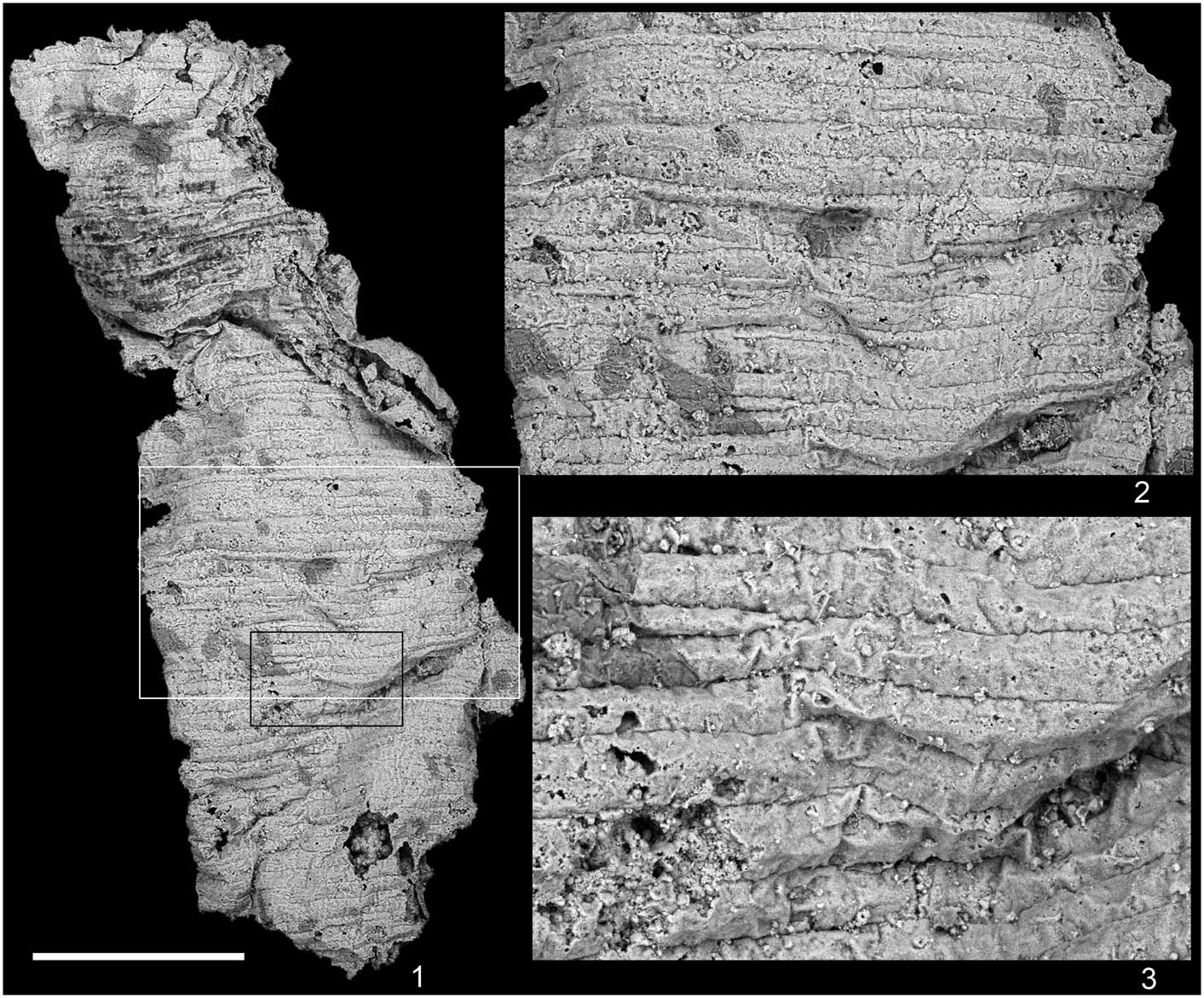 New material of scalidophoran worms in Orsten-type preservation from ...