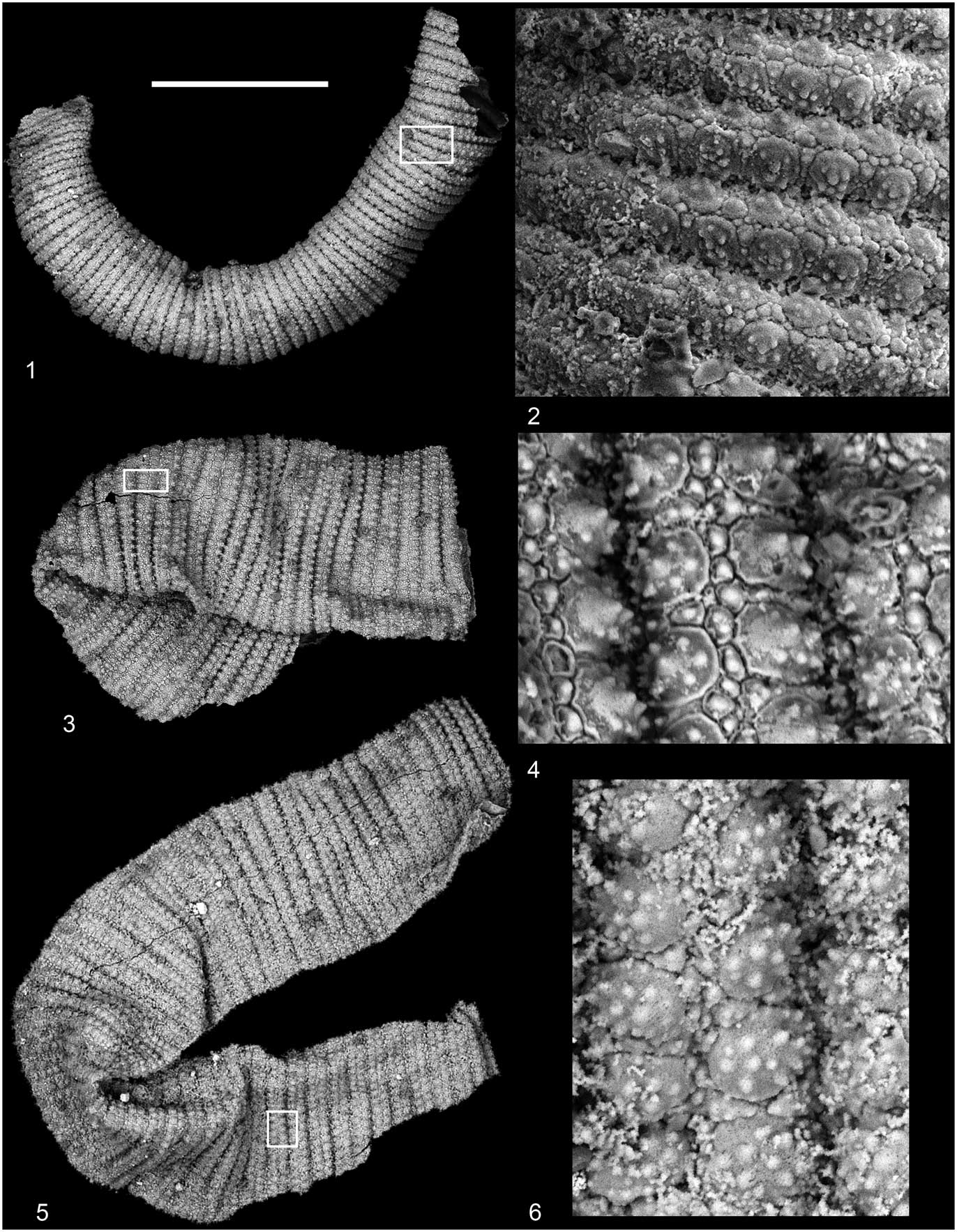 New material of three-dimensionally phosphatized and microscopic ...