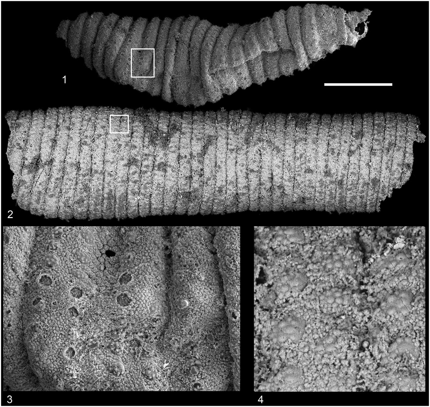 New material of three-dimensionally phosphatized and microscopic ...