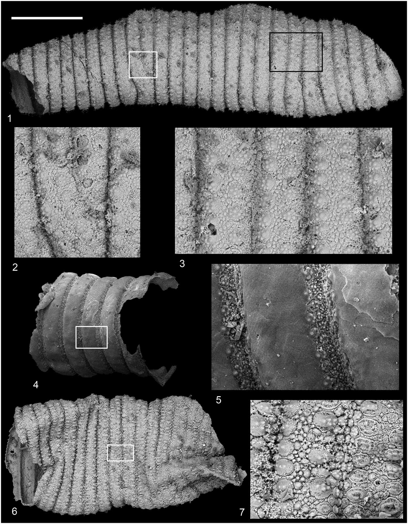 New material of three-dimensionally phosphatized and microscopic ...