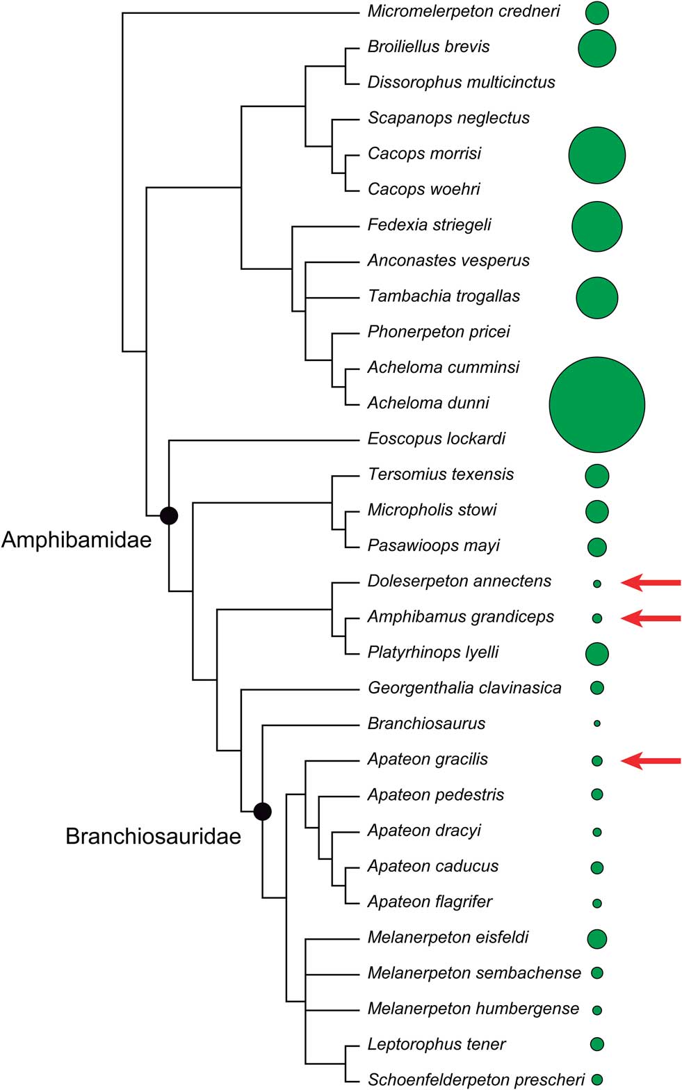 Miniaturization and morphological evolution in Paleozoic relatives of ...