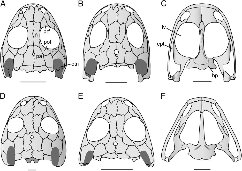 Miniaturization and morphological evolution in Paleozoic relatives of ...