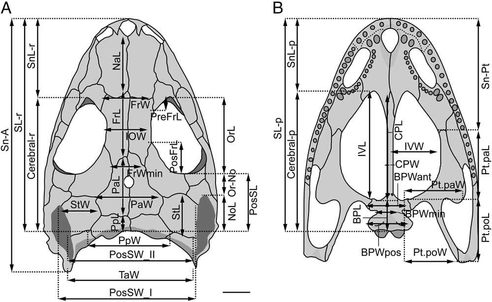 Miniaturization and morphological evolution in Paleozoic relatives of ...