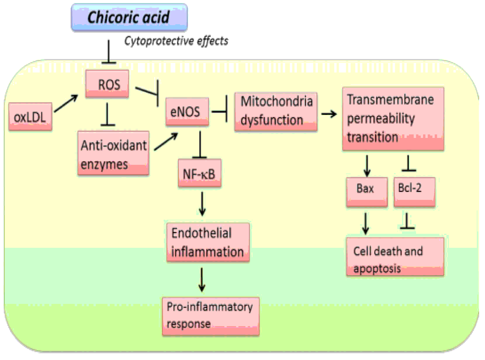 The use of chicoric acid from Echinacea purpurea as a feed additive in ...
