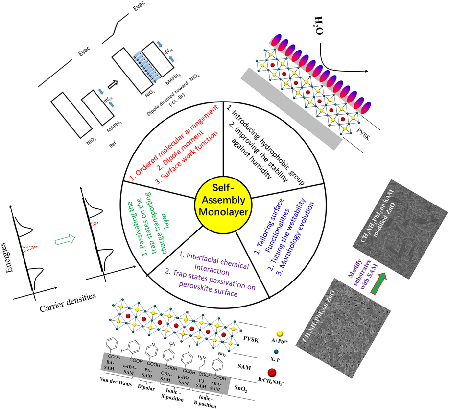 Self-assembly monolayers boosting organic–inorganic halide perovskite ...