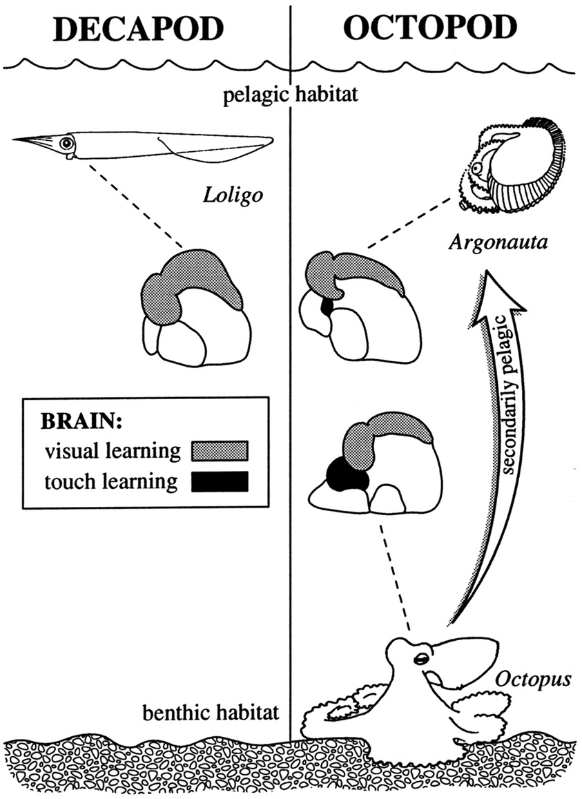 Senses, Effectors and the Brain (Chapter Two) - Cephalopod Behaviour