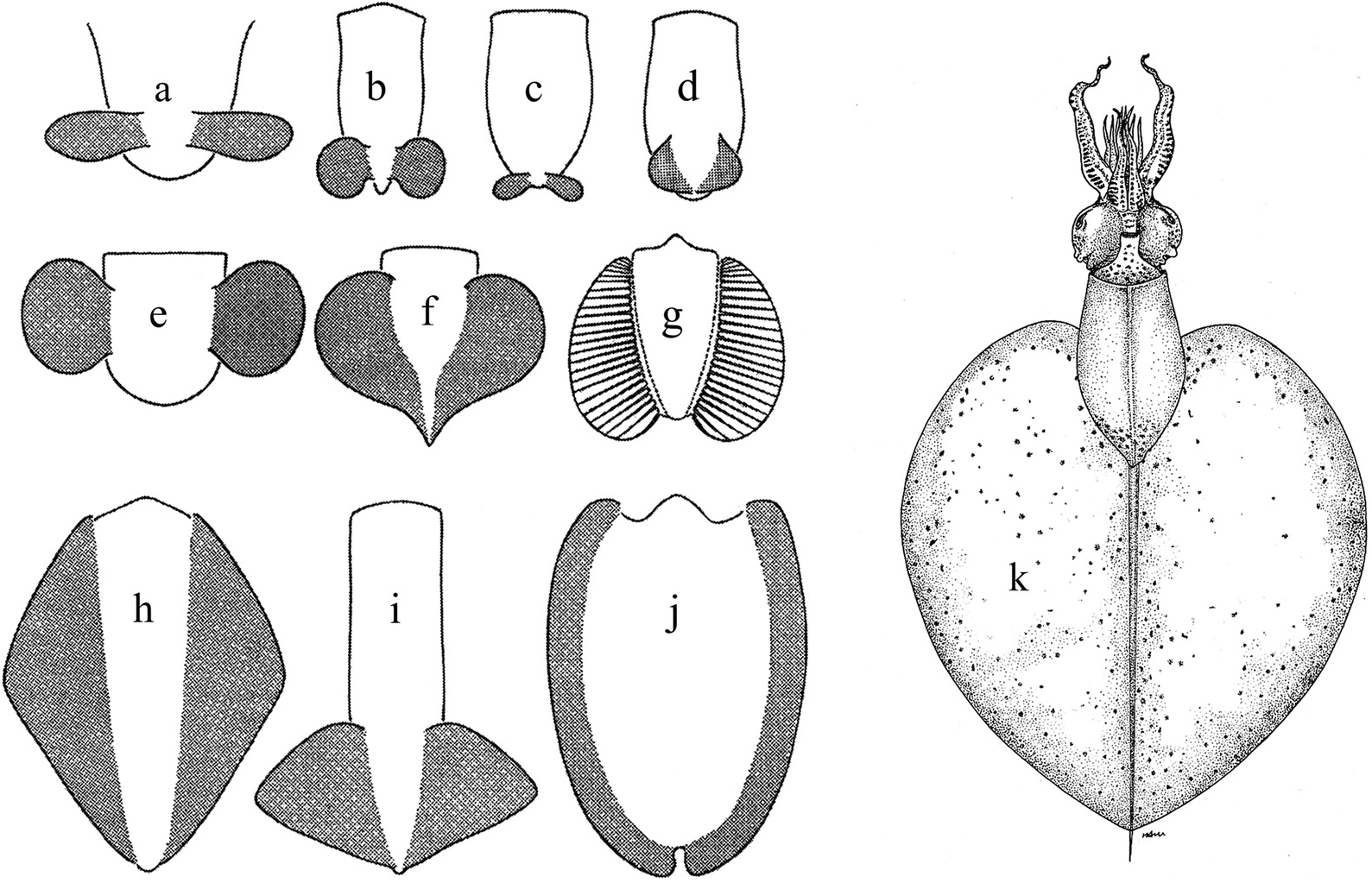Senses, Effectors and the Brain (Chapter Two) - Cephalopod Behaviour