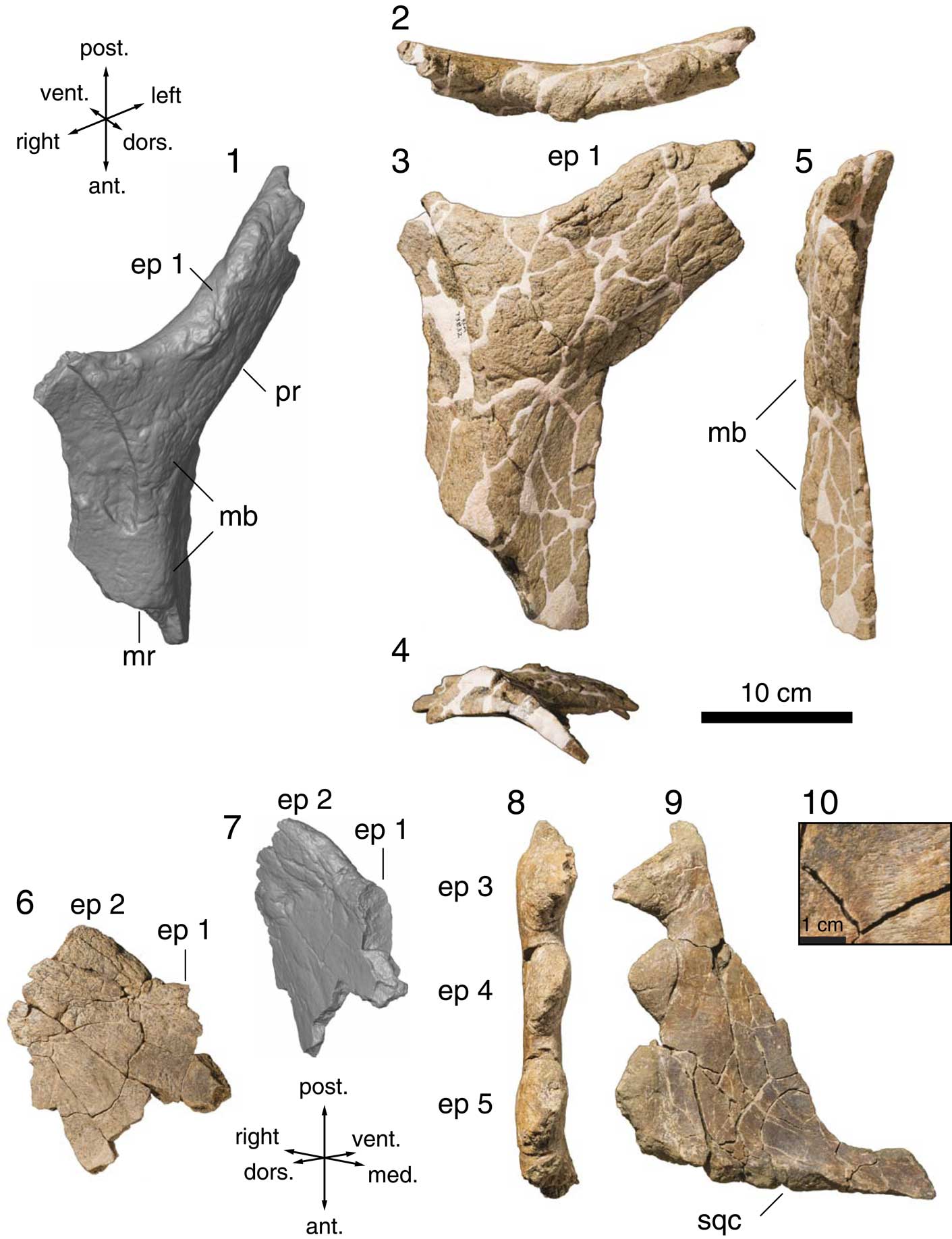 New material and systematic re-evaluation of Medusaceratops lokii ...