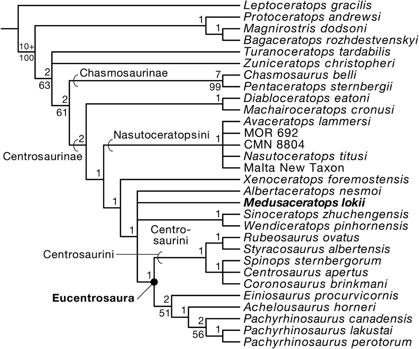 New material and systematic re-evaluation of Medusaceratops lokii ...