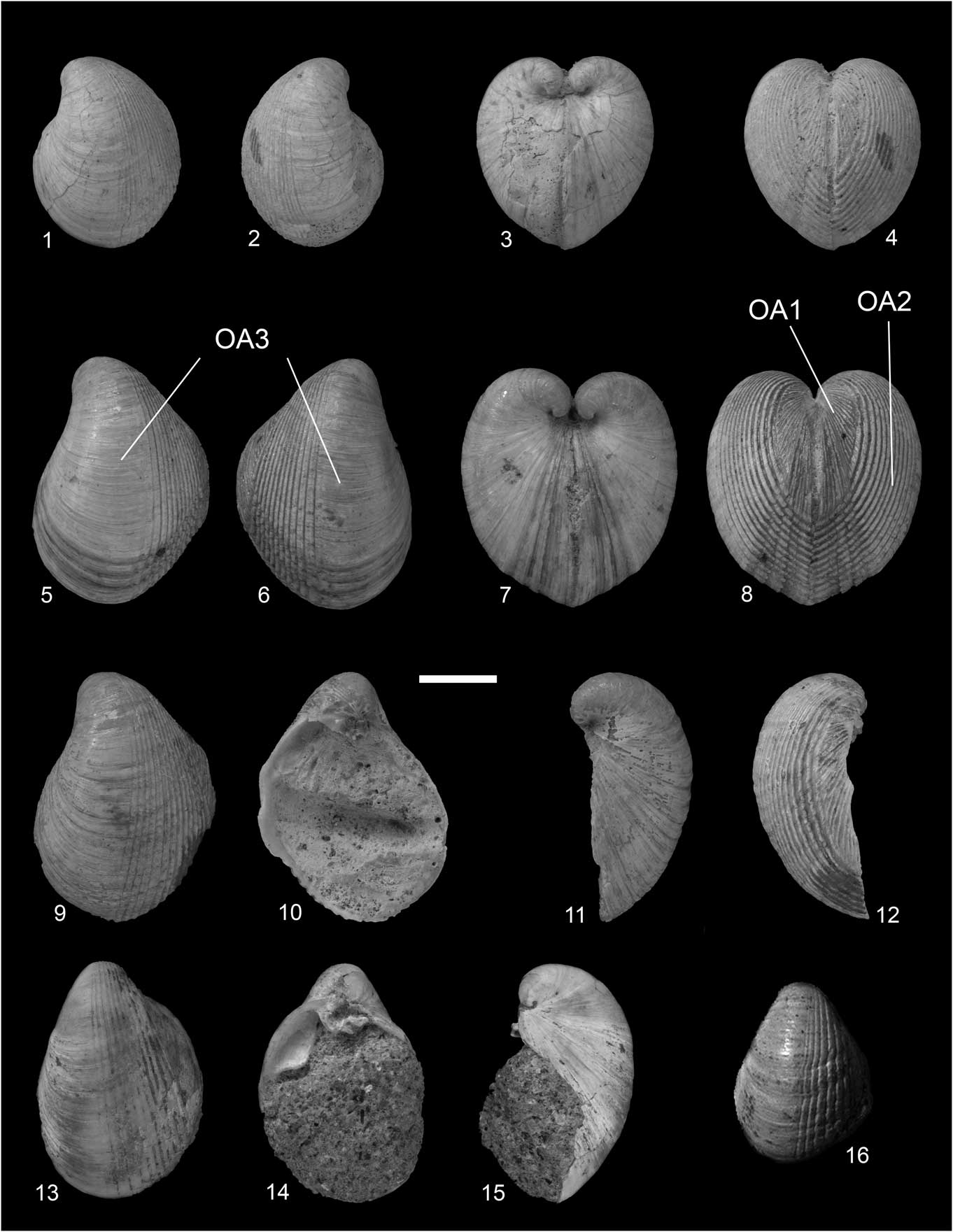 Current knowledge of the family Cardiliidae (Bivalvia, Mactroidea ...