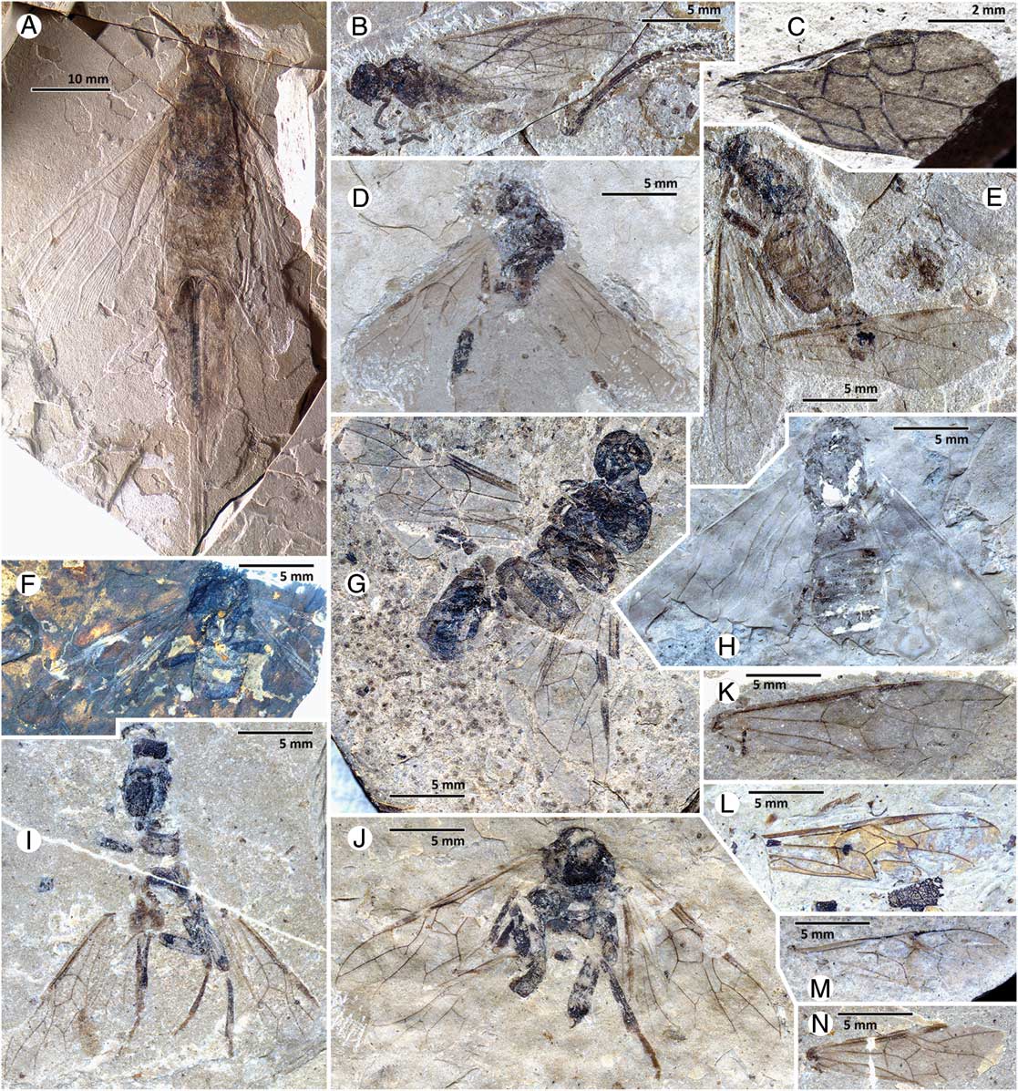 Modernisation of the Hymenoptera: ants, bees, wasps, and sawflies of ...