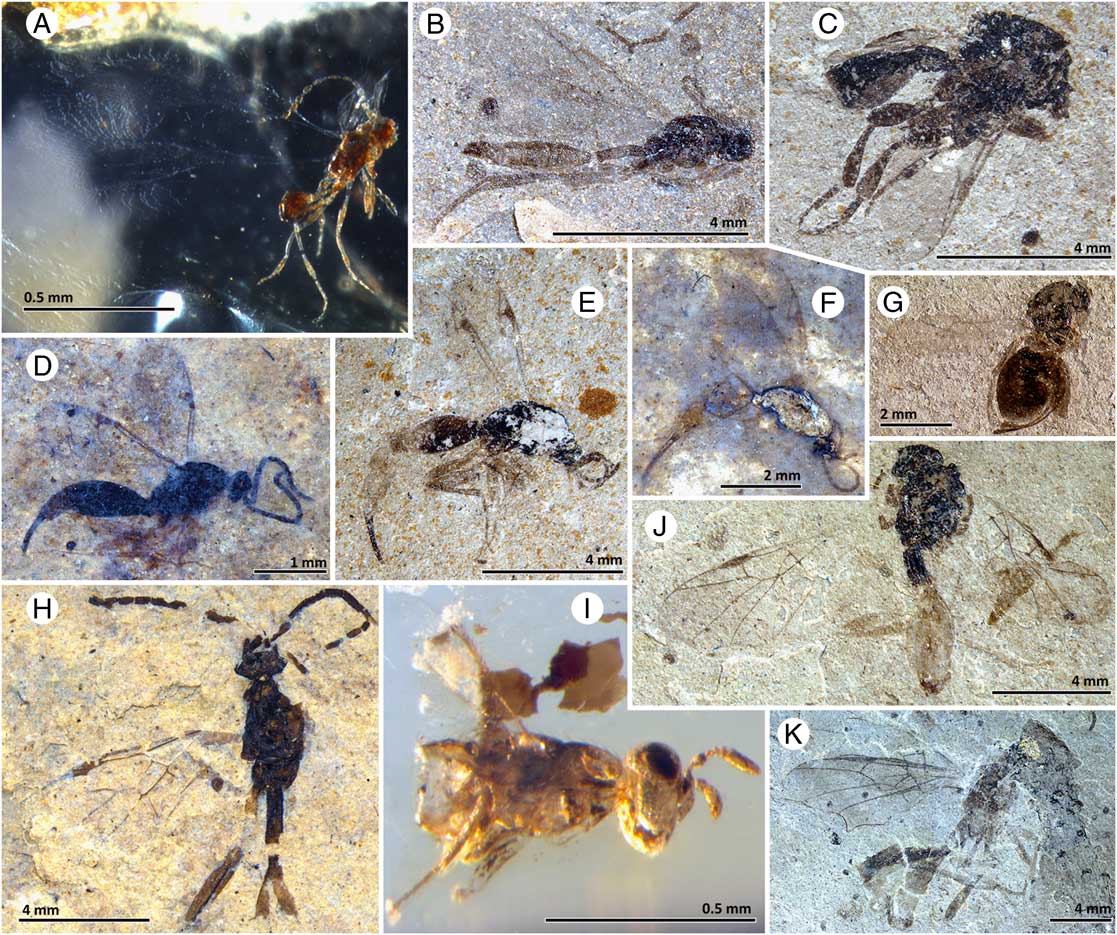 Modernisation of the Hymenoptera: ants, bees, wasps, and sawflies of ...