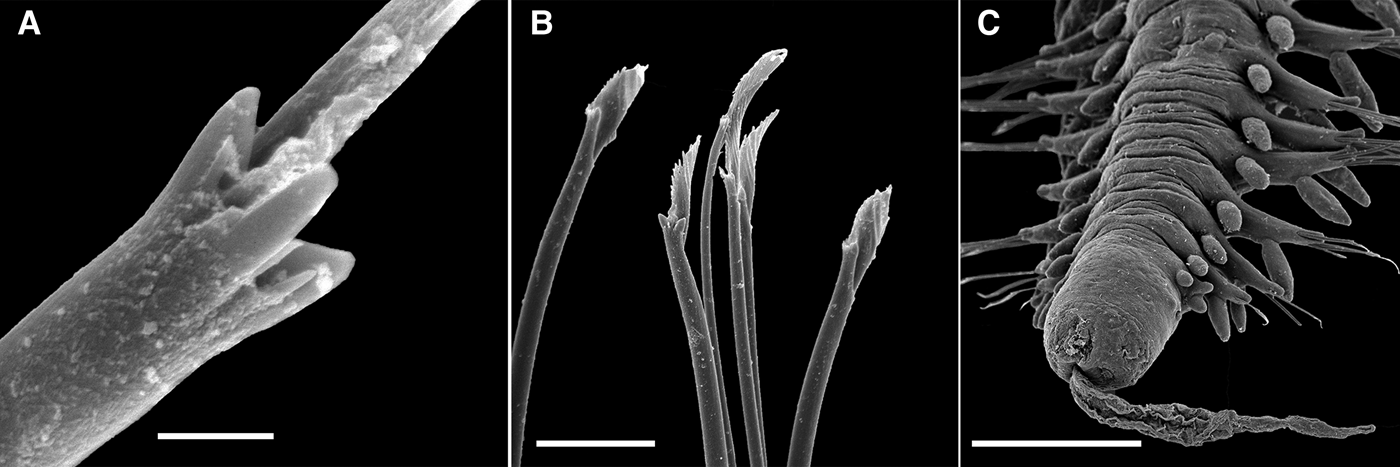 Six new species of Hesionura (Phyllodocidae, Annelida) and ...