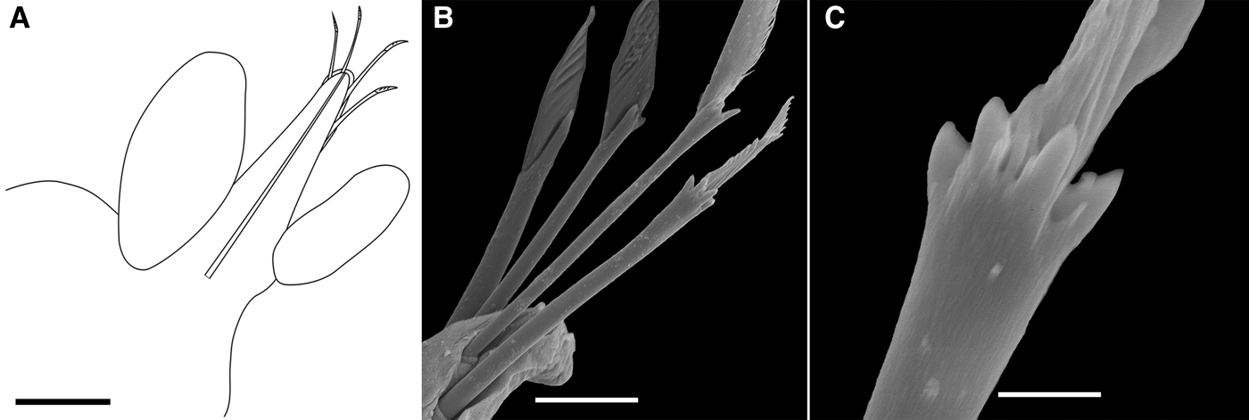 Six new species of Hesionura (Phyllodocidae, Annelida) and ...