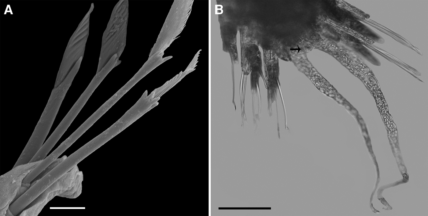 Six new species of Hesionura (Phyllodocidae, Annelida) and ...