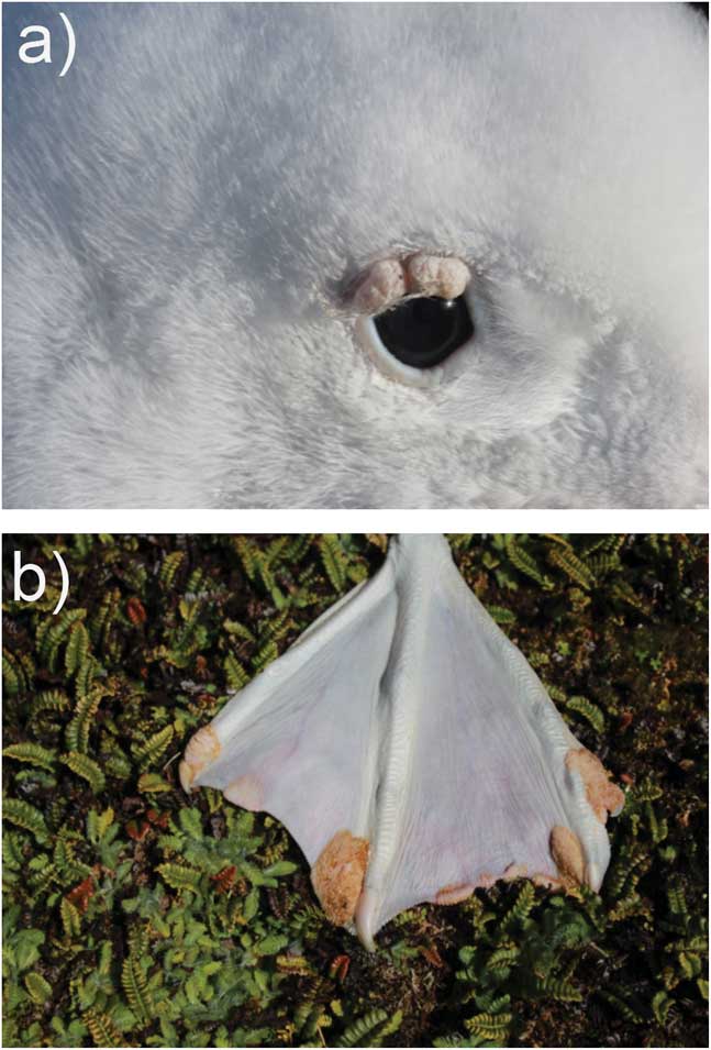 Avian pox in seabirds on Marion Island, southern Indian Ocean ...