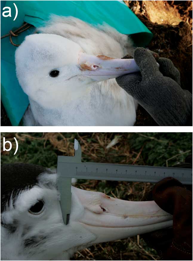 Avian pox in seabirds on Marion Island, southern Indian Ocean ...