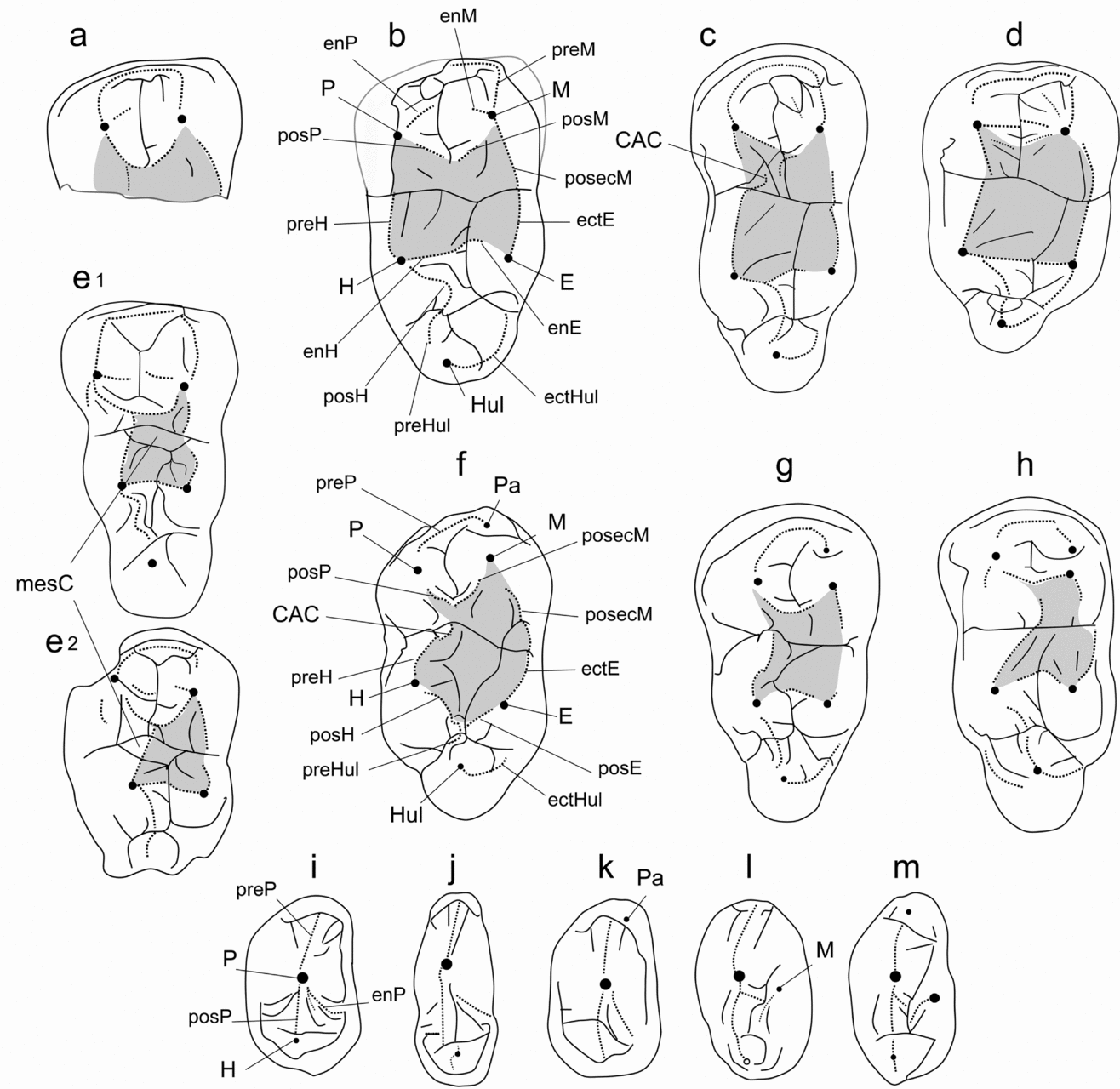 Eocene raoellids (Mammalia, Cetartiodactyla) outside the Indian ...