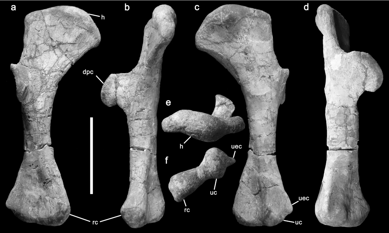 The anatomy and systematic position of the theropod dinosaur ...