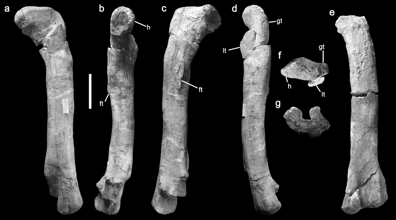 The anatomy and systematic position of the theropod dinosaur ...