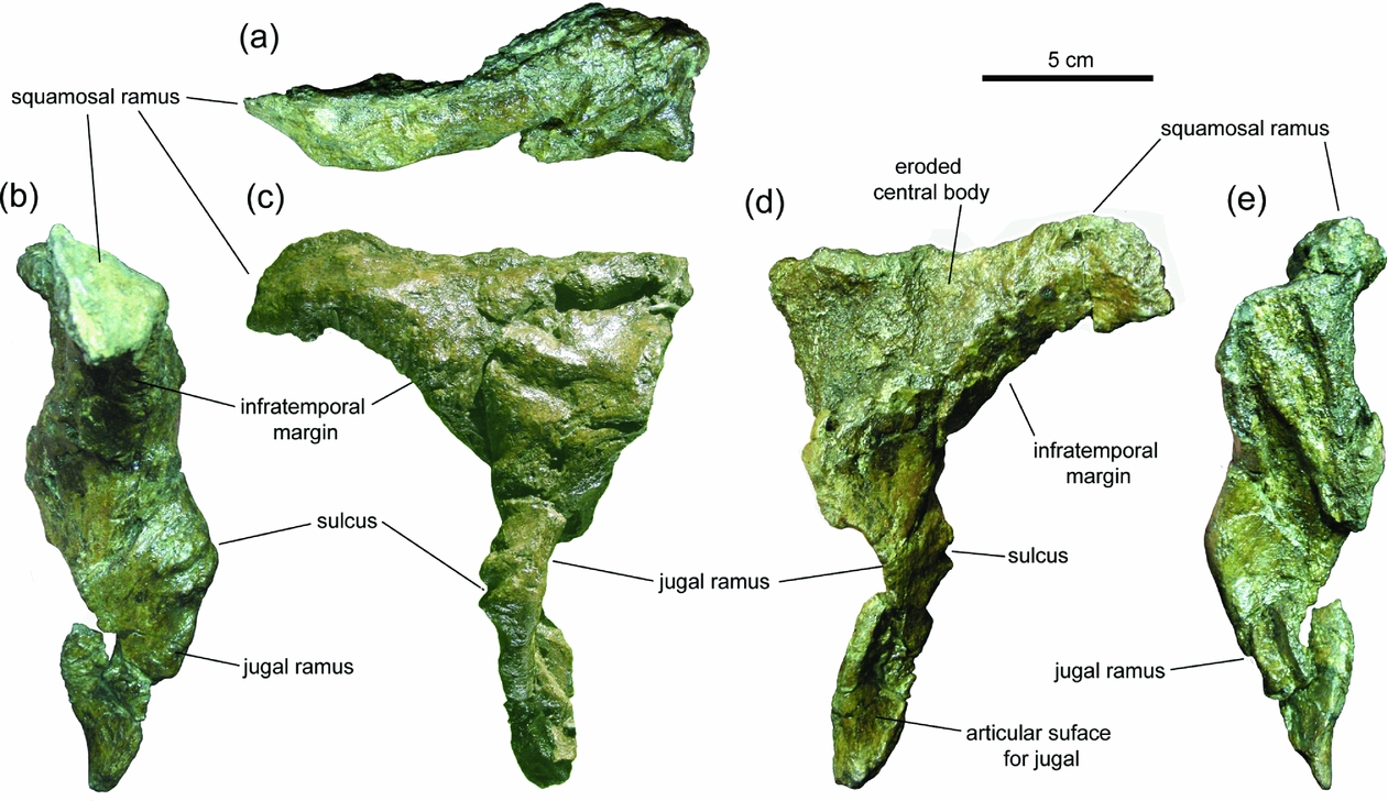 The late-surviving ‘duck-billed’ dinosaur Augustynolophus from the ...