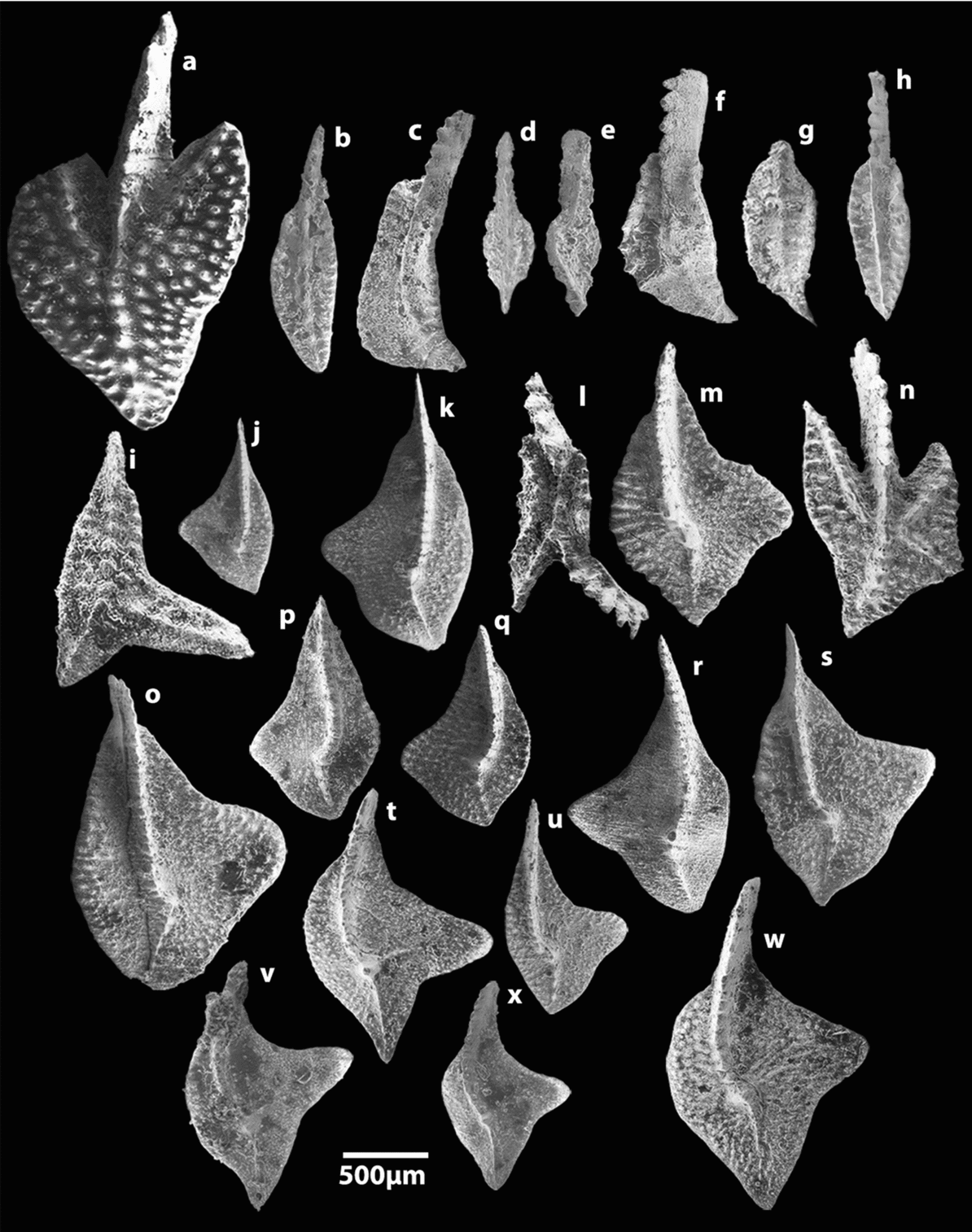 Frasnian (Late Devonian) conodonts and environment at the northern ...