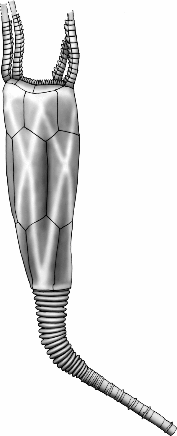 A new stemmed echinoderm from the Furongian of China and the origin of ...