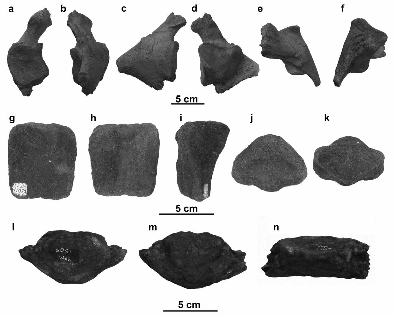Rediagnosis and redescription of Mosasaurus hoffmannii (Squamata ...