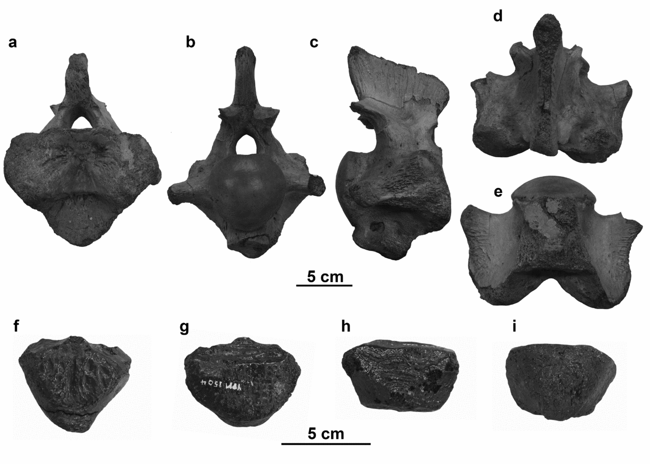 Rediagnosis and redescription of Mosasaurus hoffmannii (Squamata ...