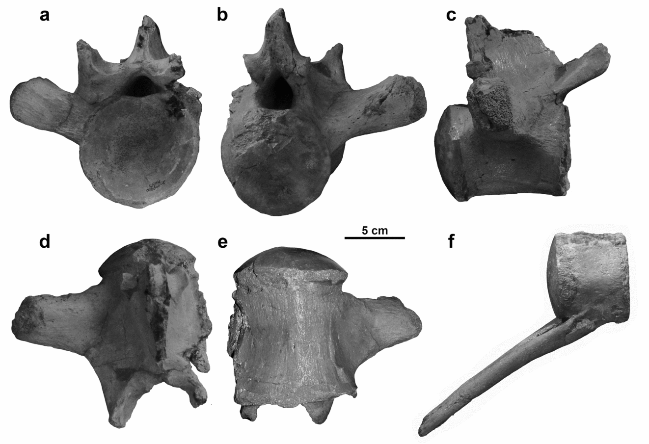 Rediagnosis and redescription of Mosasaurus hoffmannii (Squamata ...