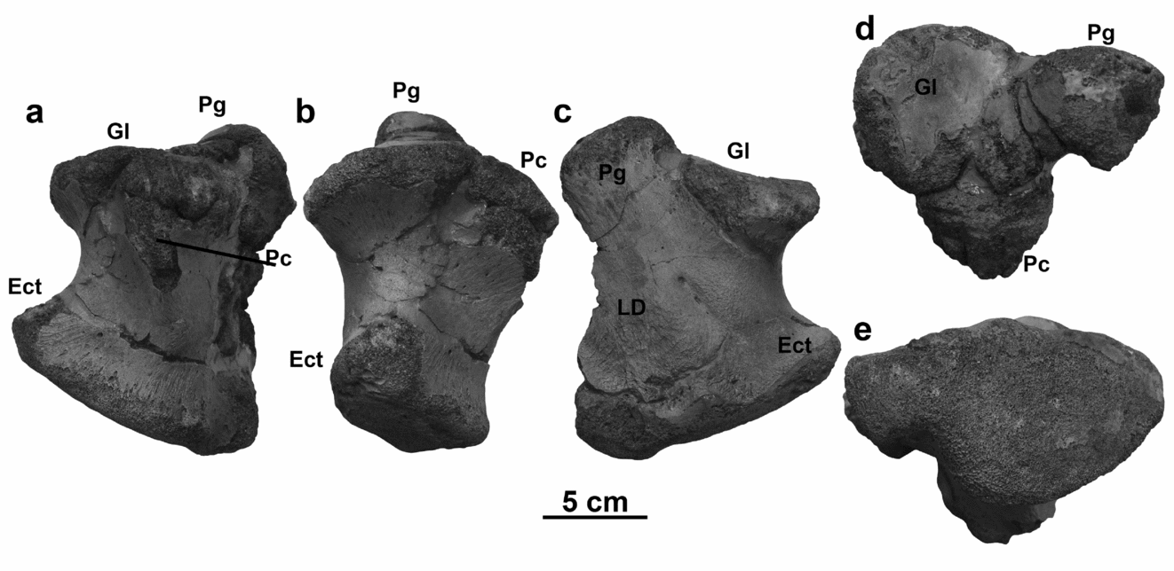 Rediagnosis and redescription of Mosasaurus hoffmannii (Squamata ...