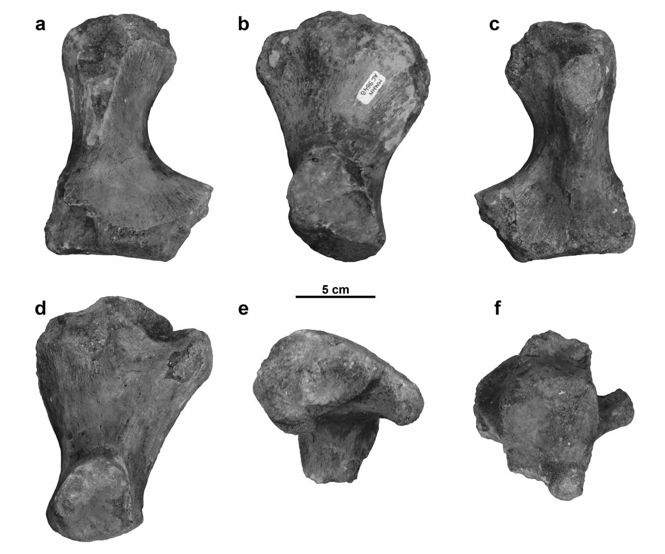 Rediagnosis and redescription of Mosasaurus hoffmannii (Squamata ...