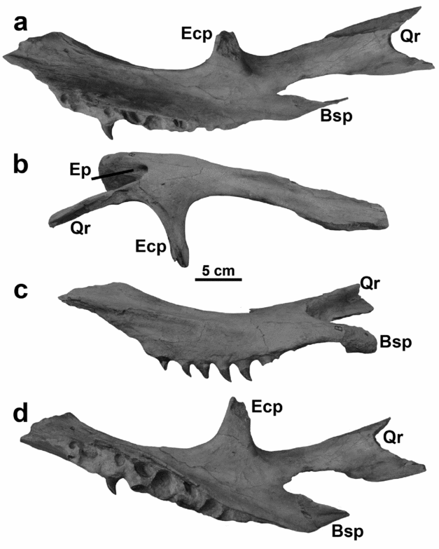 Rediagnosis and redescription of Mosasaurus hoffmannii (Squamata ...