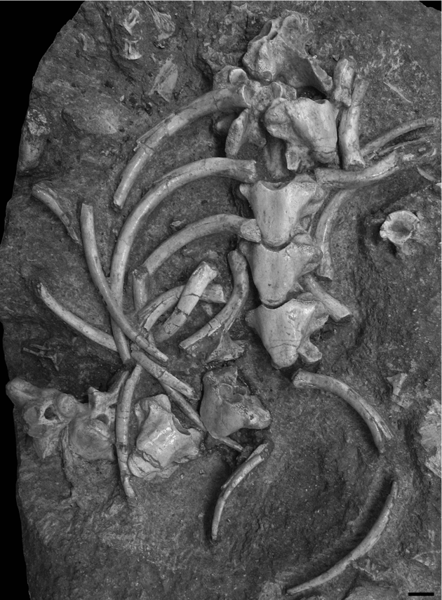 A review of Pachyvaranus crassispondylus Arambourg, 1952, a ...