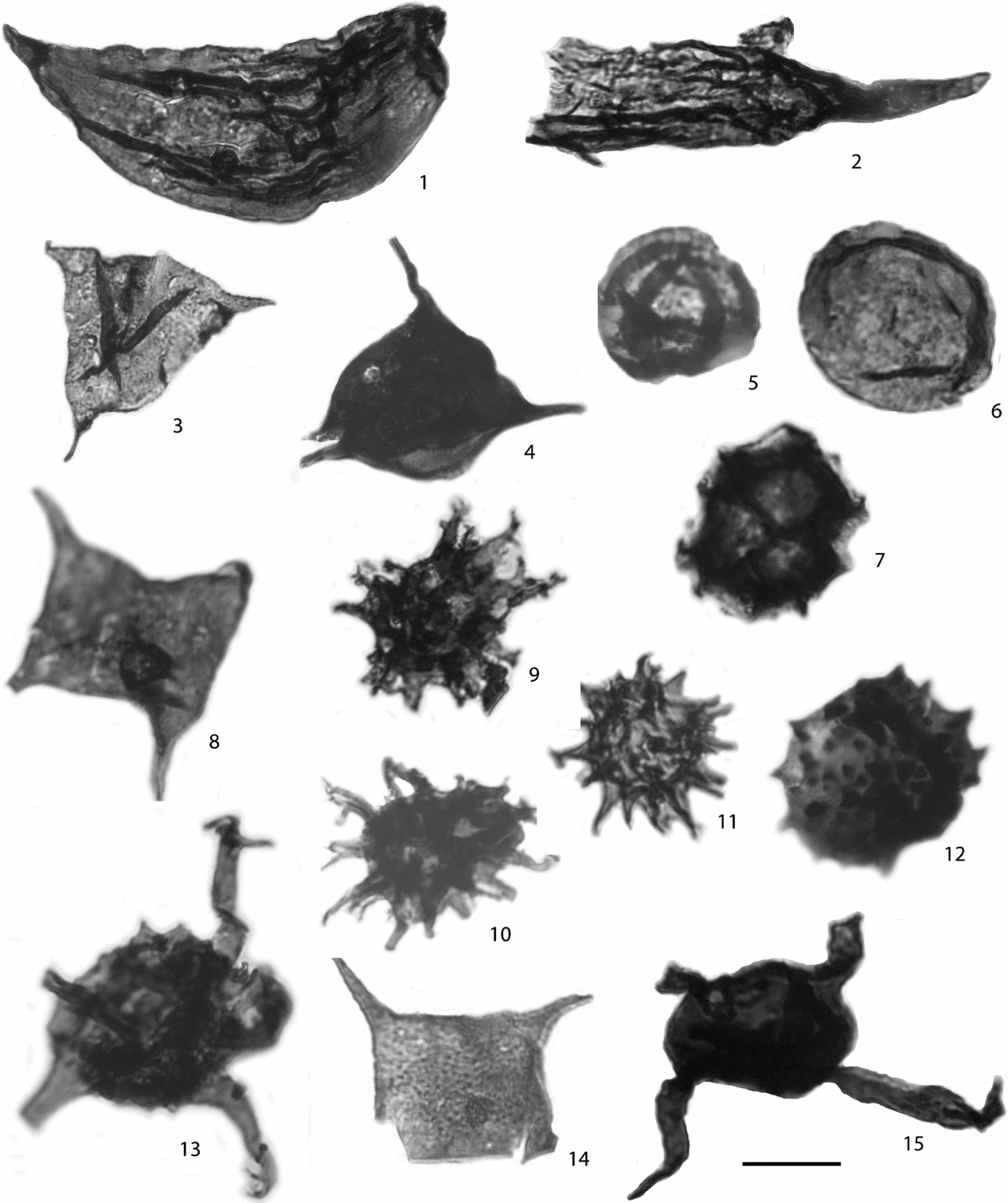 The early land plants from the Armorican Massif: sedimentological and ...