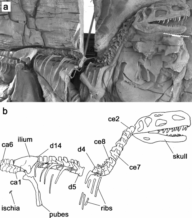 The postcranial skeleton of Monolophosaurus jiangi (Dinosauria ...