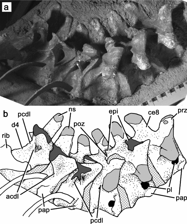 The postcranial skeleton of Monolophosaurus jiangi (Dinosauria ...