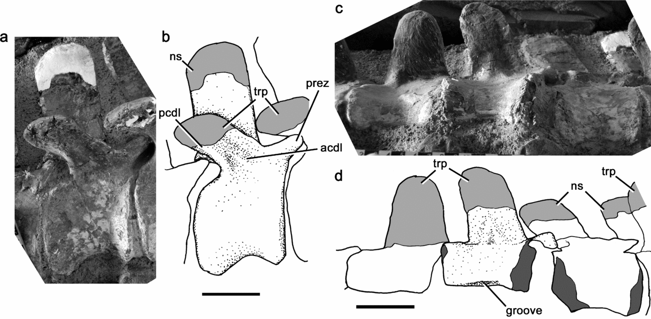 The postcranial skeleton of Monolophosaurus jiangi (Dinosauria ...