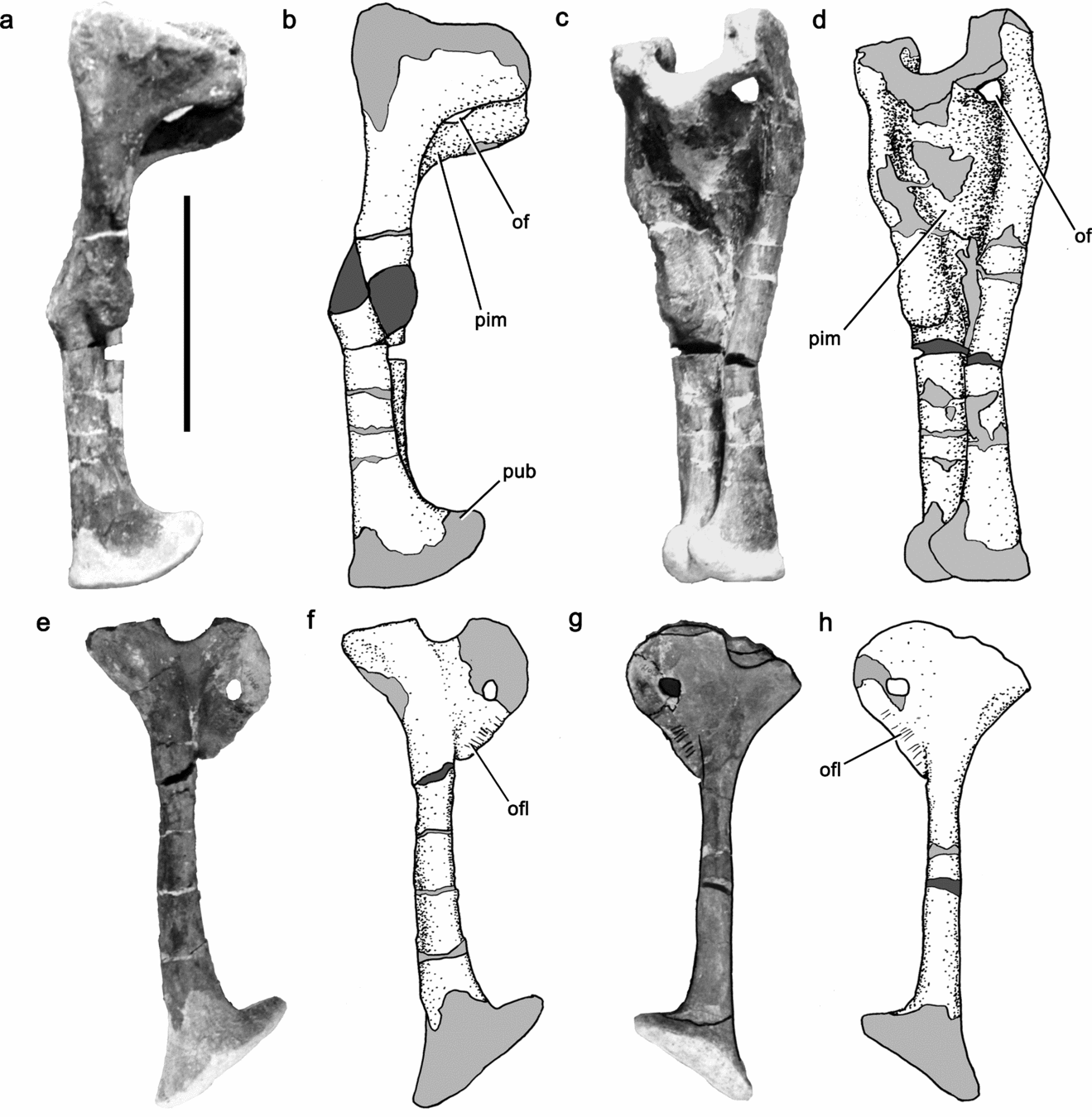 The postcranial skeleton of Monolophosaurus jiangi (Dinosauria ...