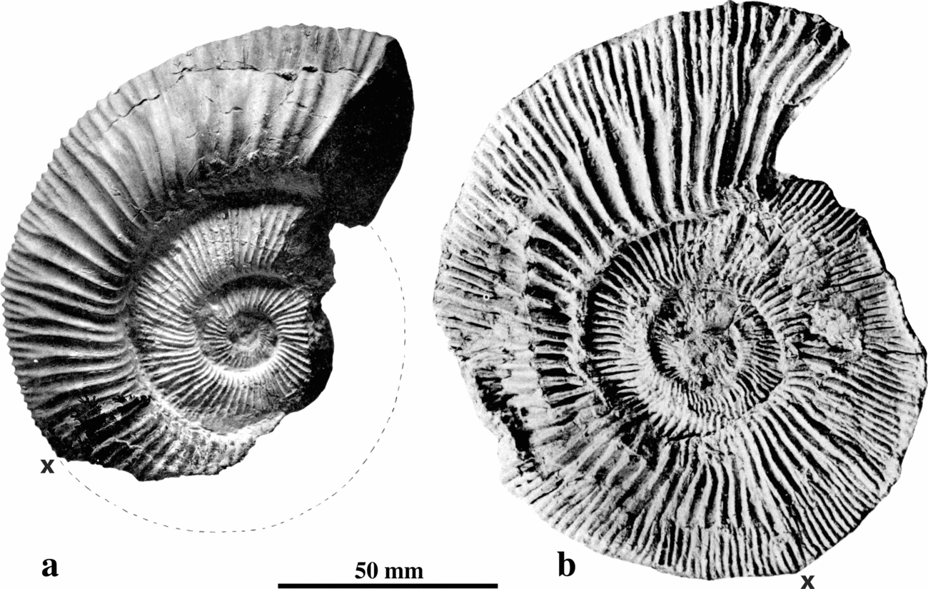 Correlation problems in the Kimmeridge Clay Formation (Upper Jurassic ...