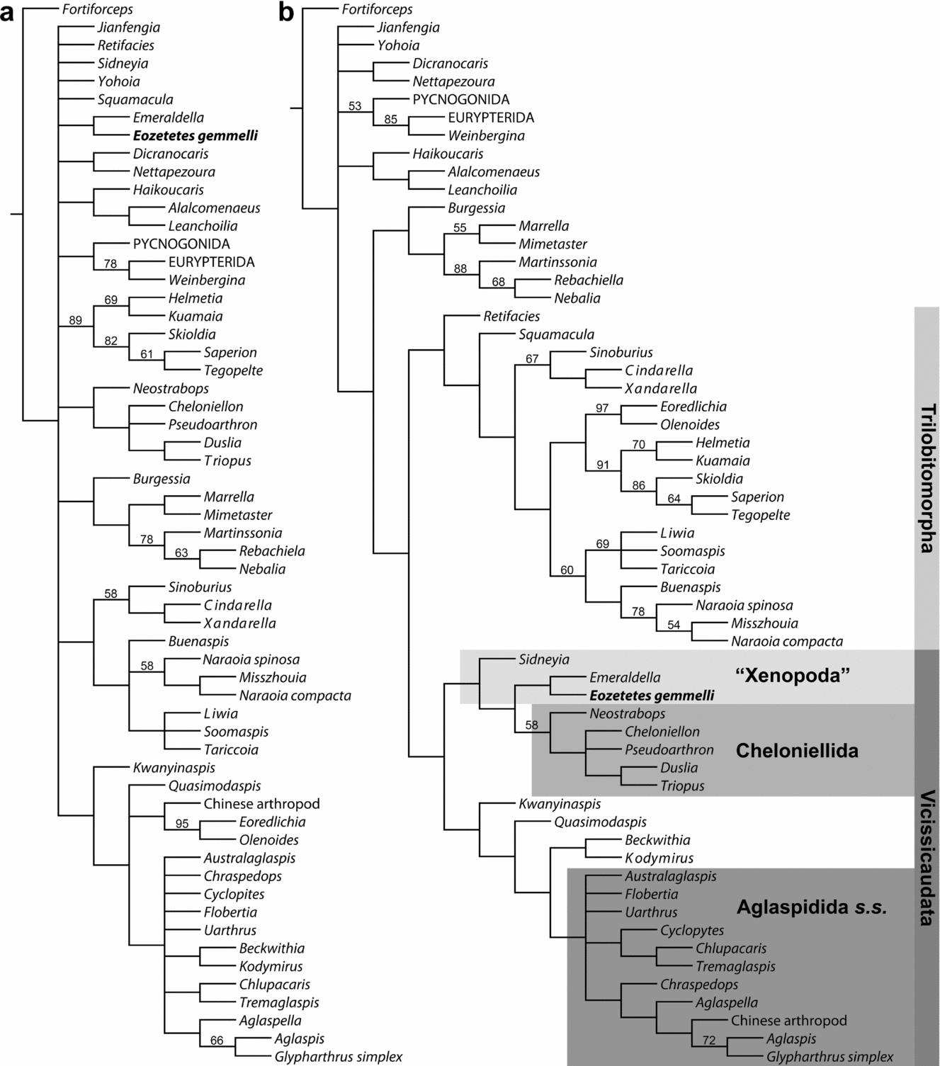 A new aglaspidid-like euarthropod from the lower Cambrian Emu Bay Shale ...