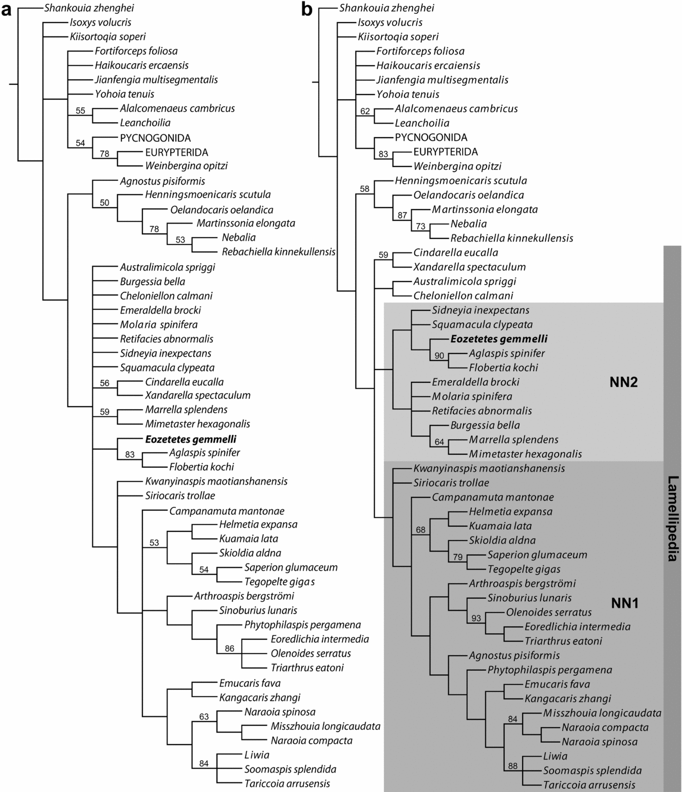 A new aglaspidid-like euarthropod from the lower Cambrian Emu Bay Shale ...