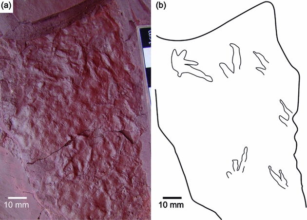 Palaeoenvironmental reconstruction and early Permian ichnoassemblage ...