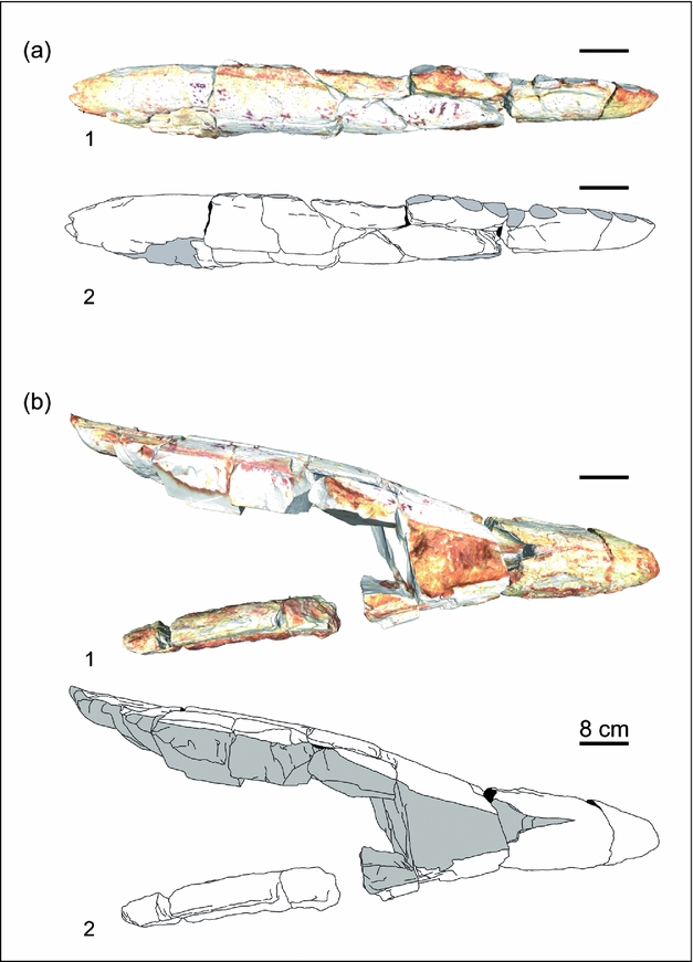A new record of the pliosaur Brachauchenius lucasi Williston, 1903 ...