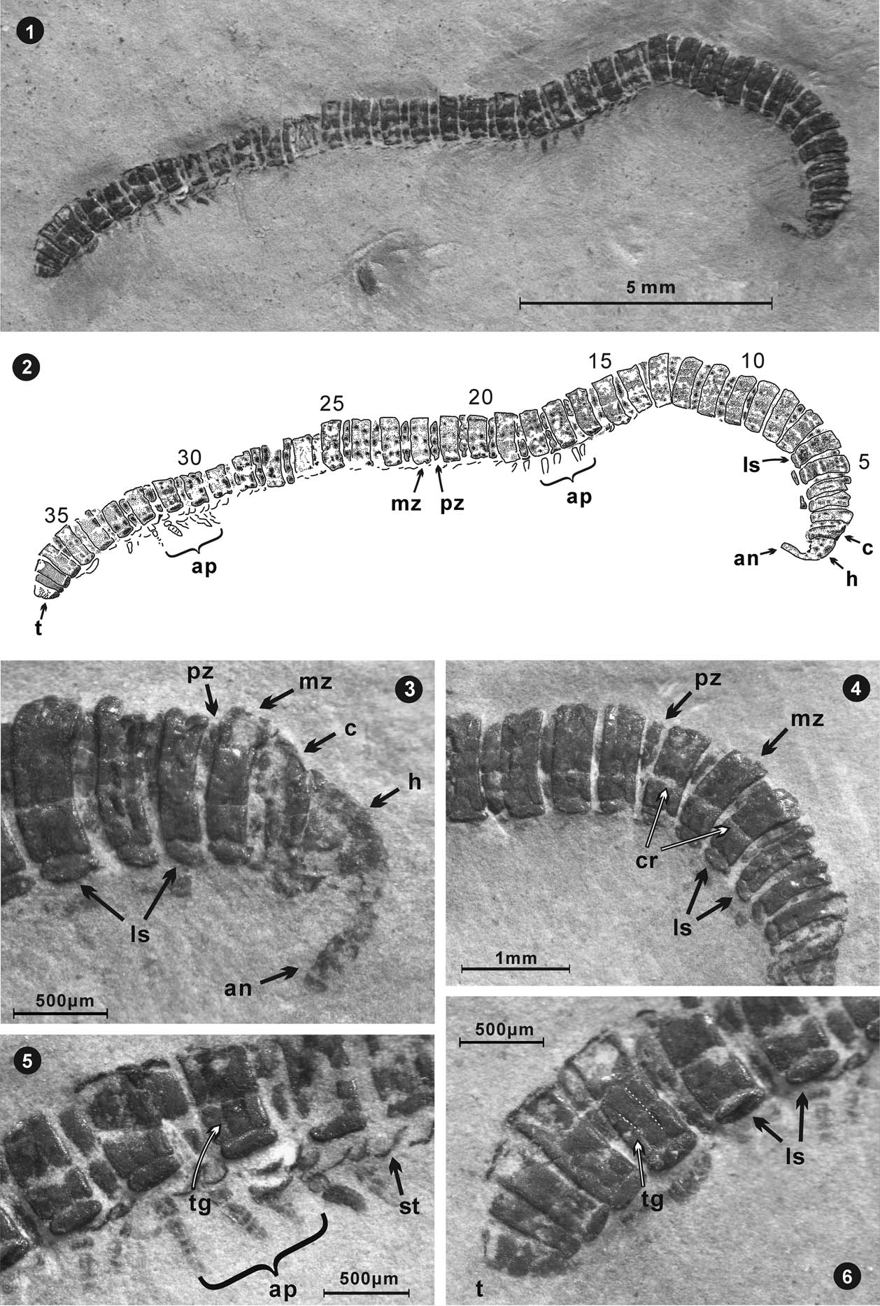 A new millipede (Diplopoda, Helminthomorpha) from the Middle Triassic ...