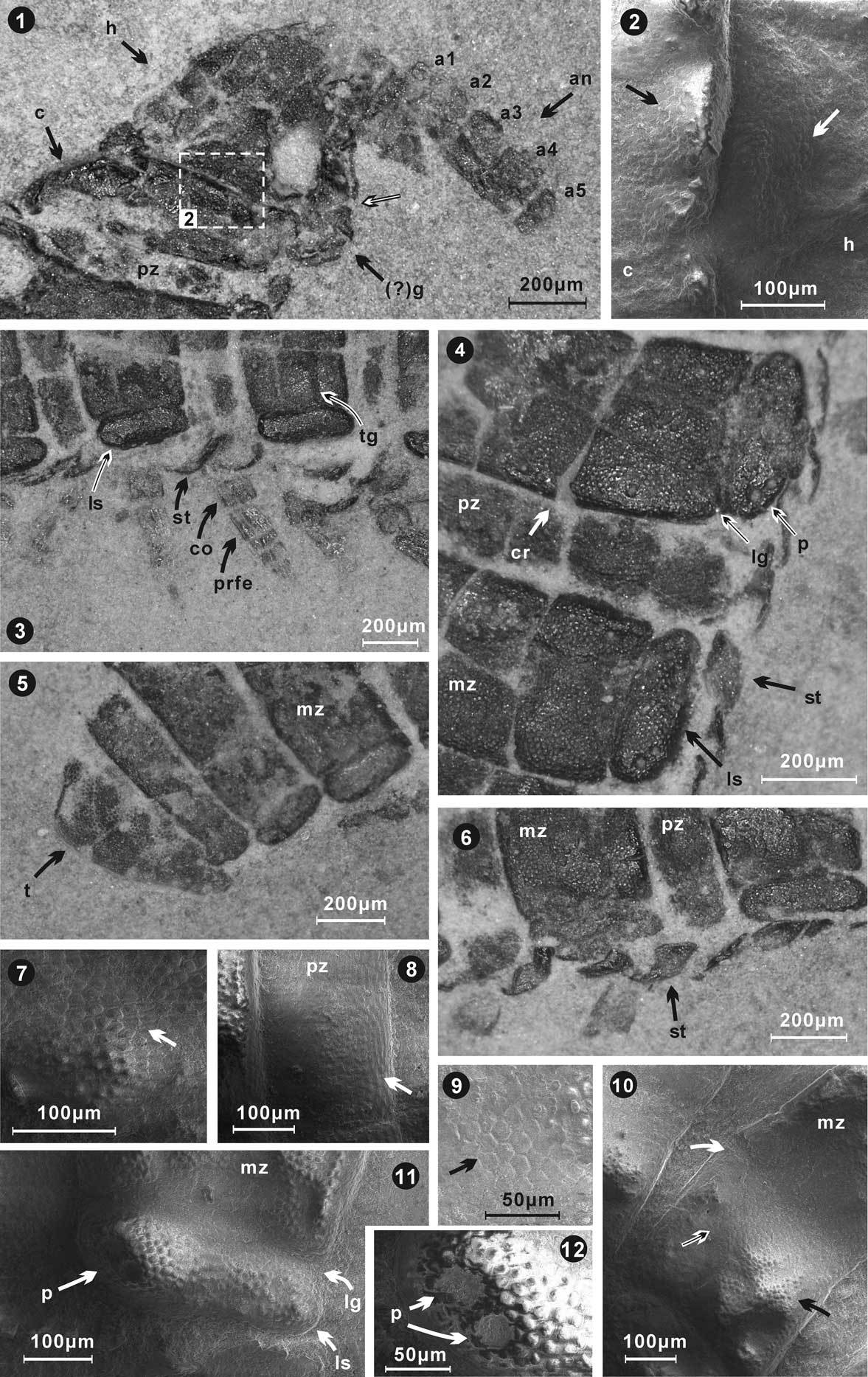 A new millipede (Diplopoda, Helminthomorpha) from the Middle Triassic ...