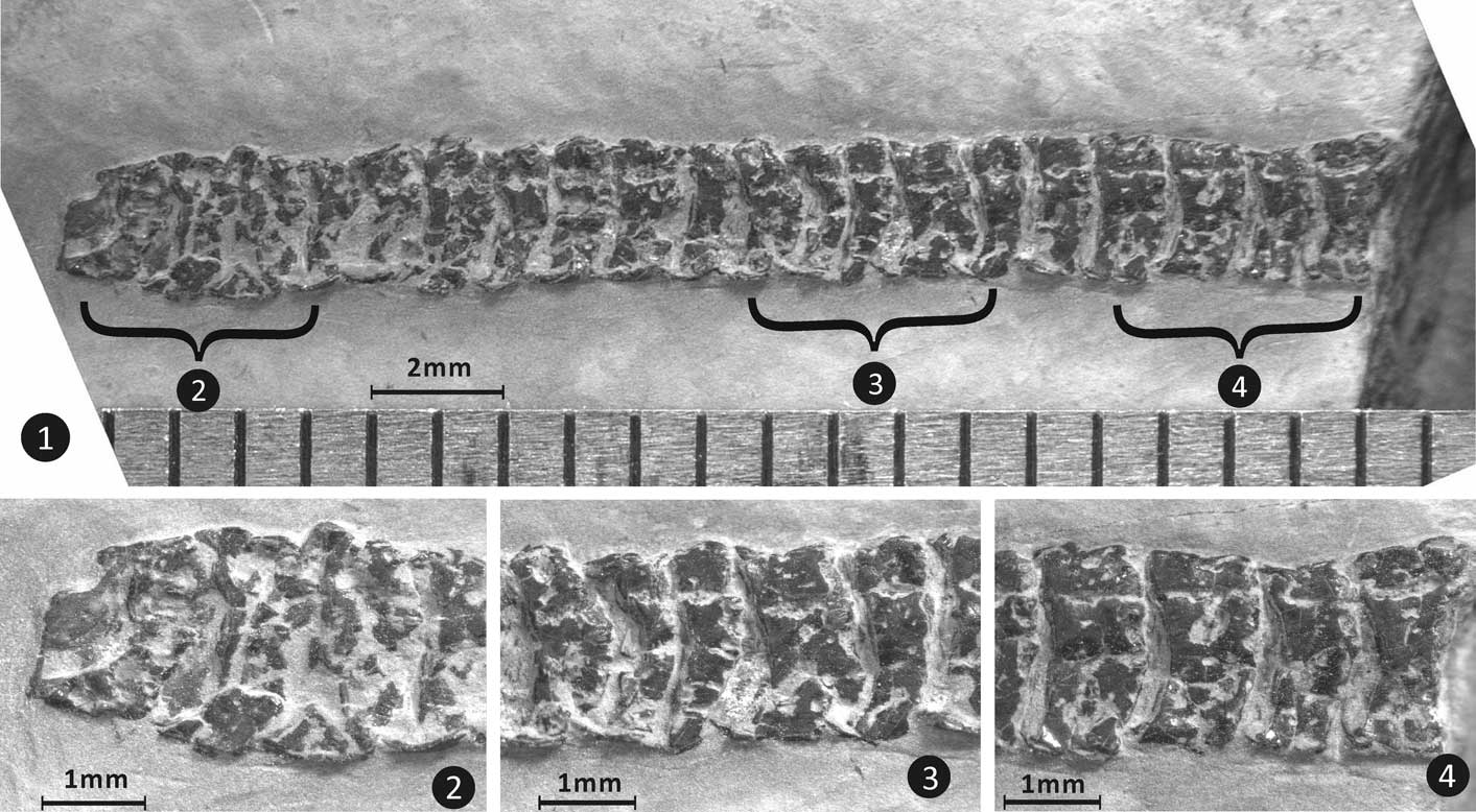 A new millipede (Diplopoda, Helminthomorpha) from the Middle Triassic ...