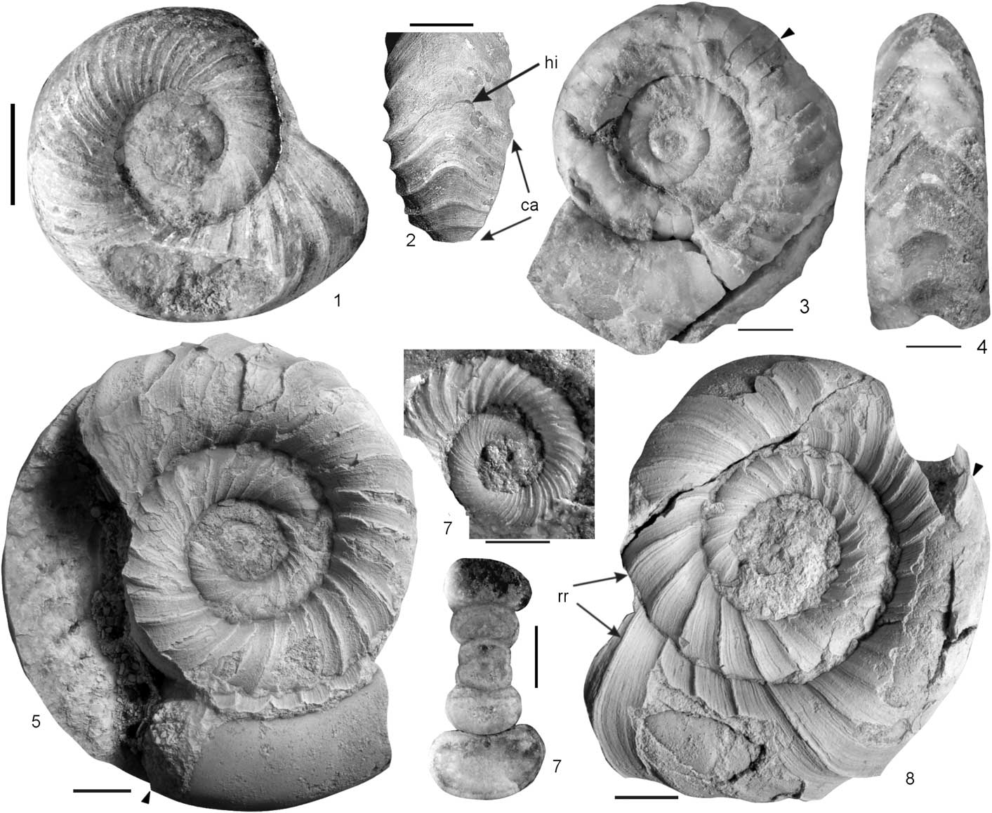 Silurian tarphycerid Discoceras (Cephalopoda, Nautiloidea): systematics ...