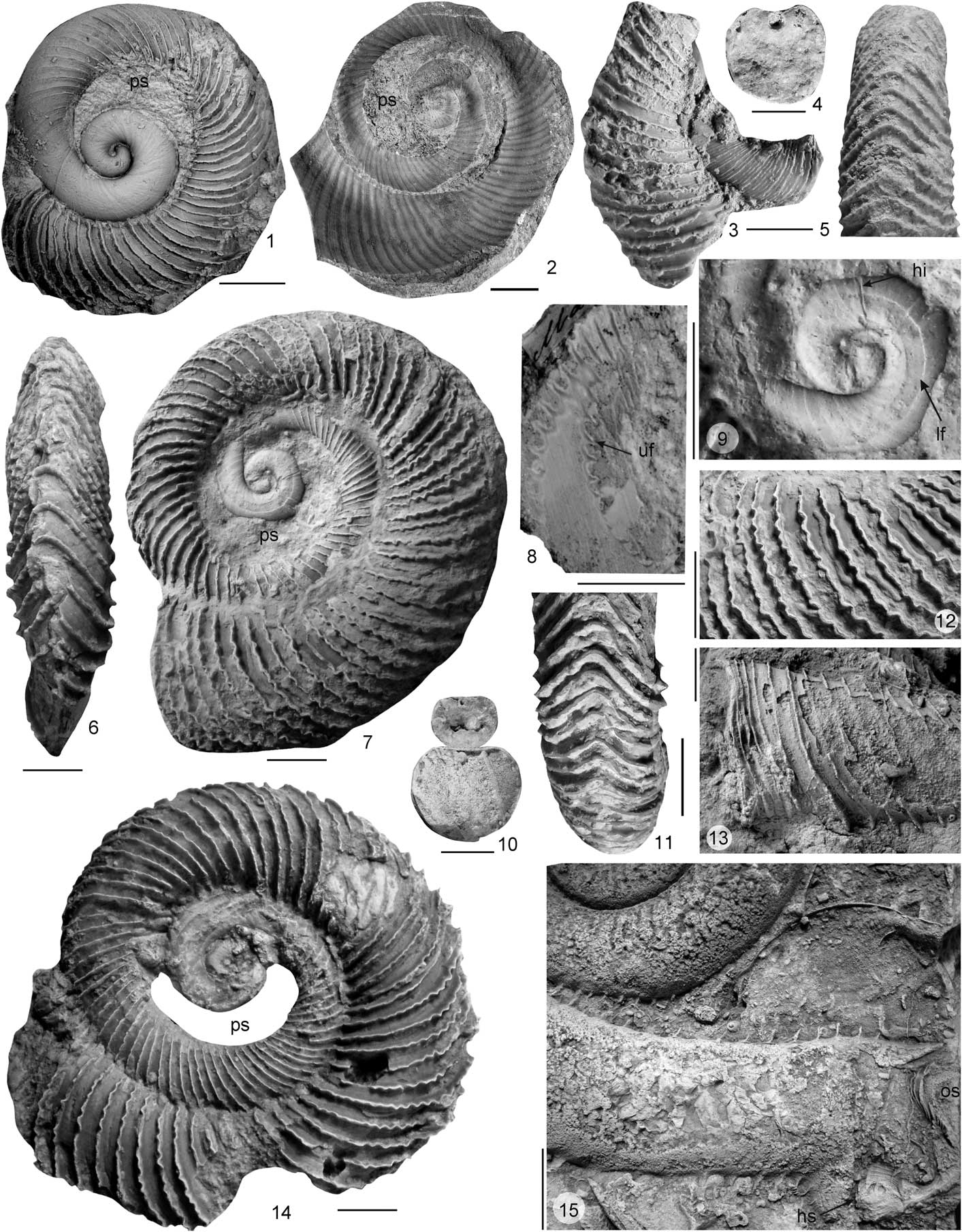 Silurian tarphycerid Discoceras (Cephalopoda, Nautiloidea): systematics ...