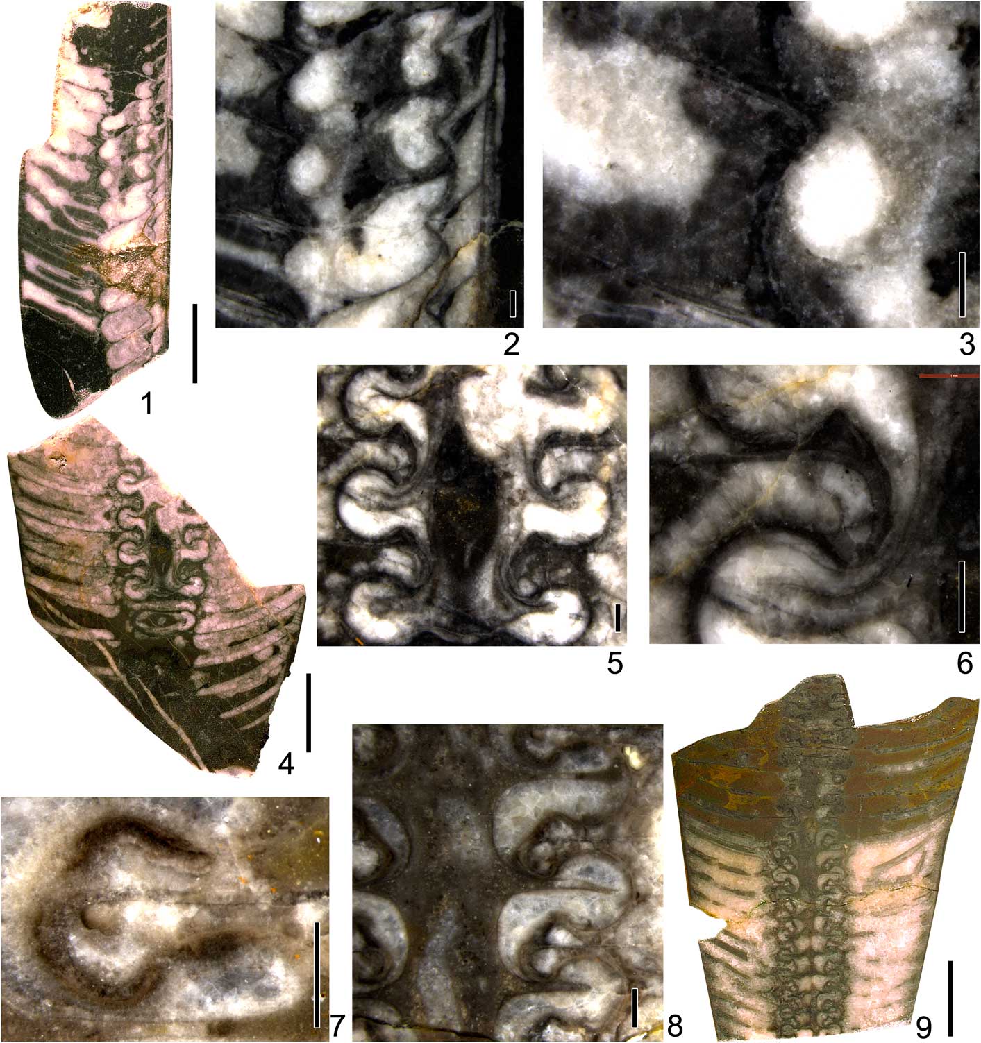 Middle Ordovician actinocerid nautiloids (Cephalopoda) from Xainza ...